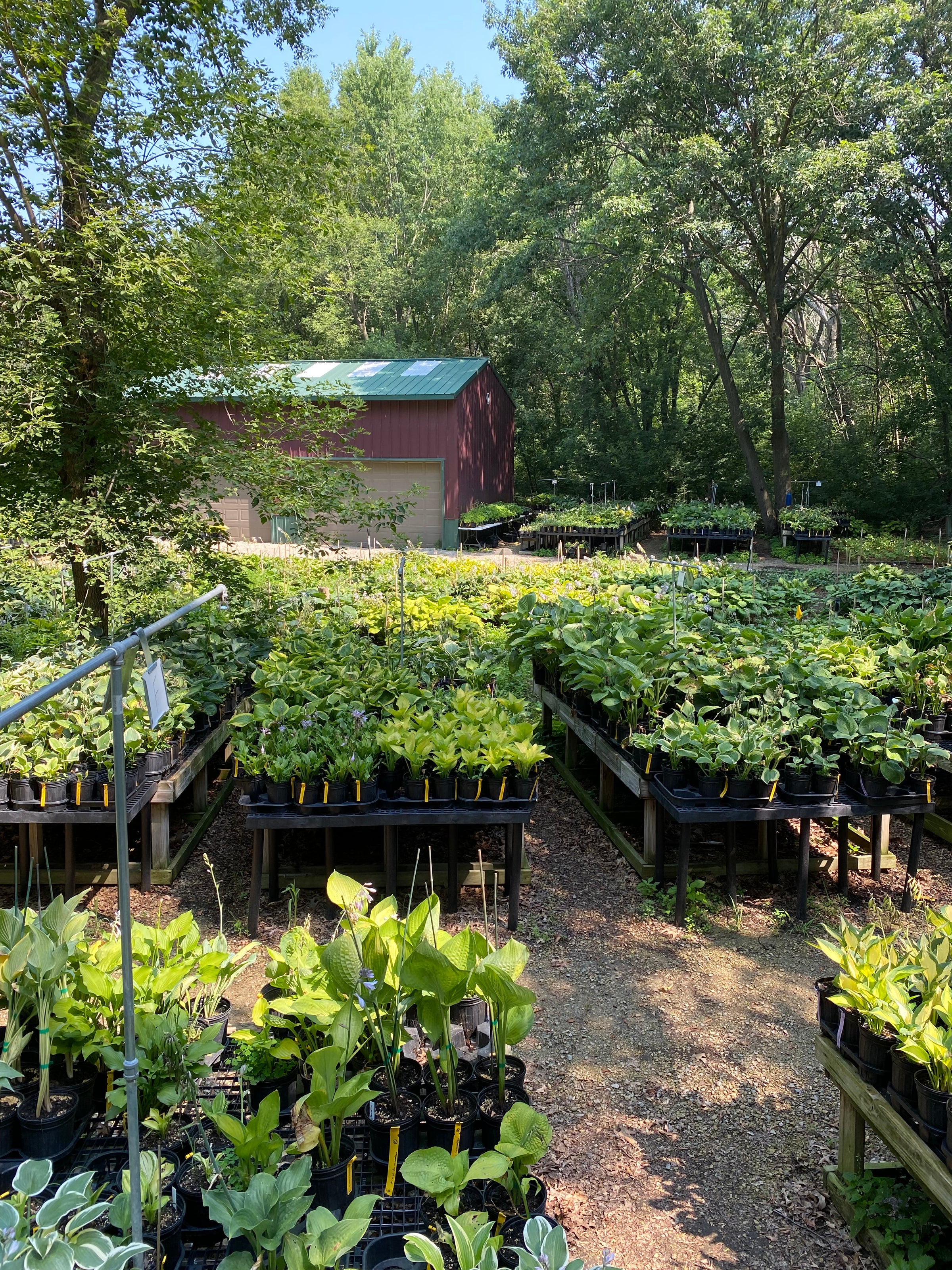 Land of the Giants Hosta Farm | Land of the Giants Hosta Farm